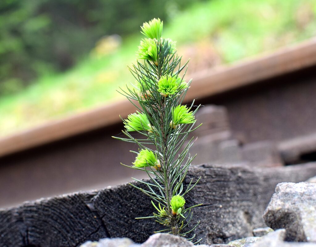 Understanding railroad retirement Survivor benefits - My Railroad ...